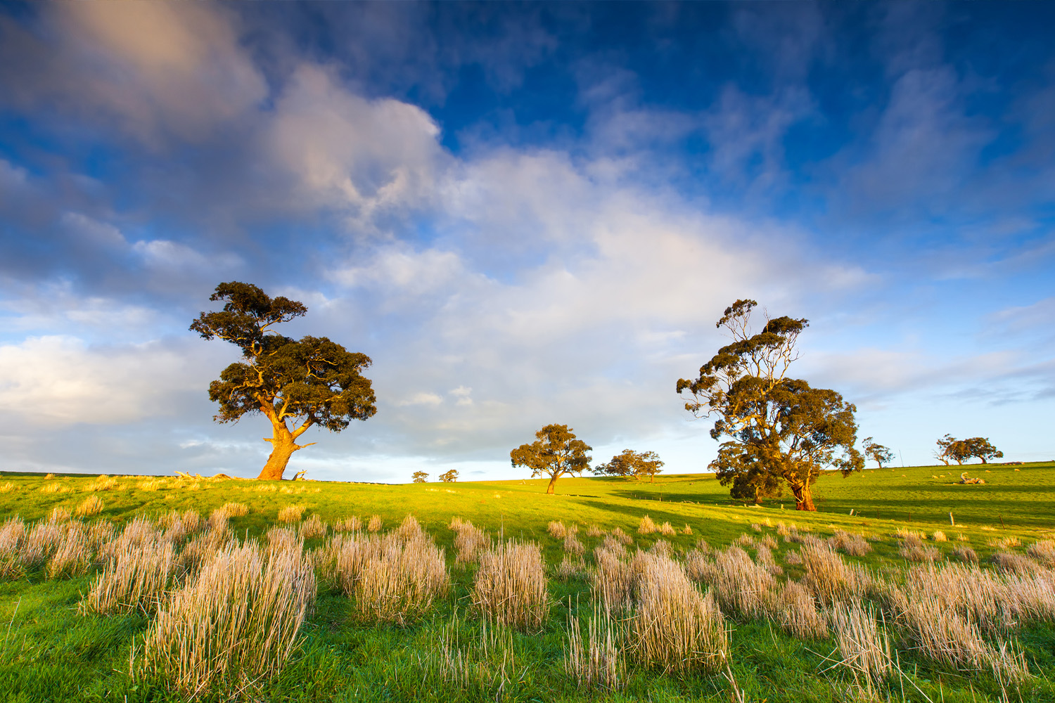 Clare Valley – Book your next Clare Valley holiday today – RAA Travel