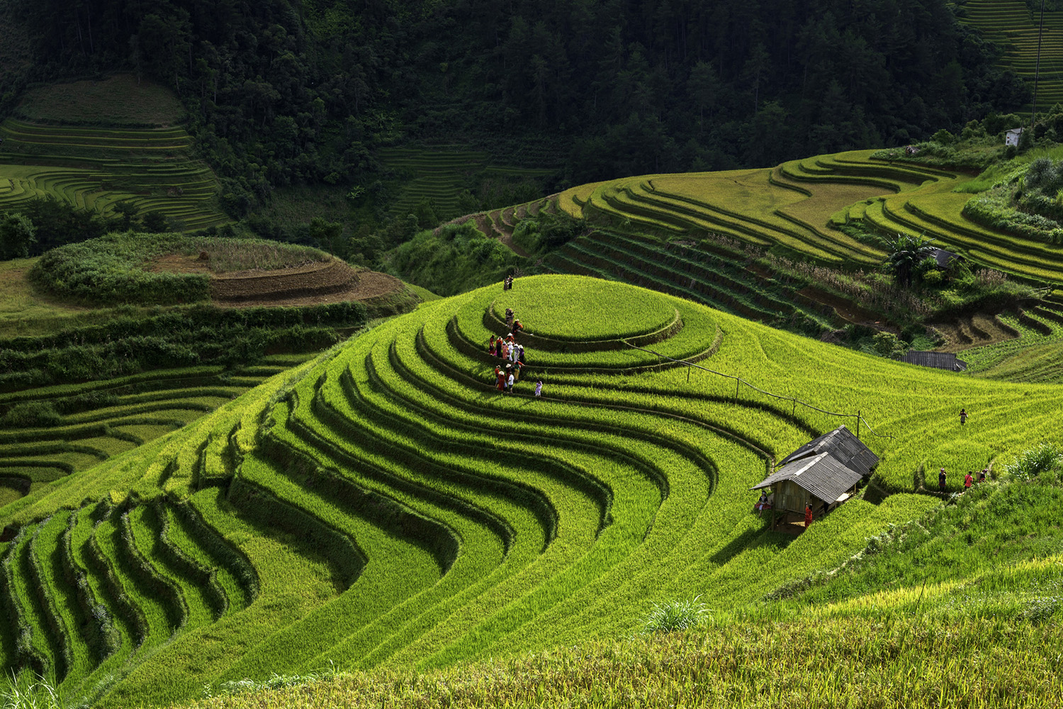 Vietnam – Plan and book your next holiday to Vietnam – RAA Travel